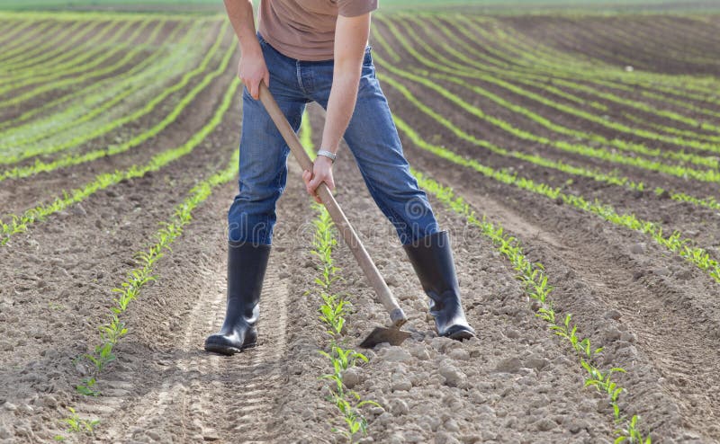 Hoeing corn field stock photo. Image of farming, plough - 53749234