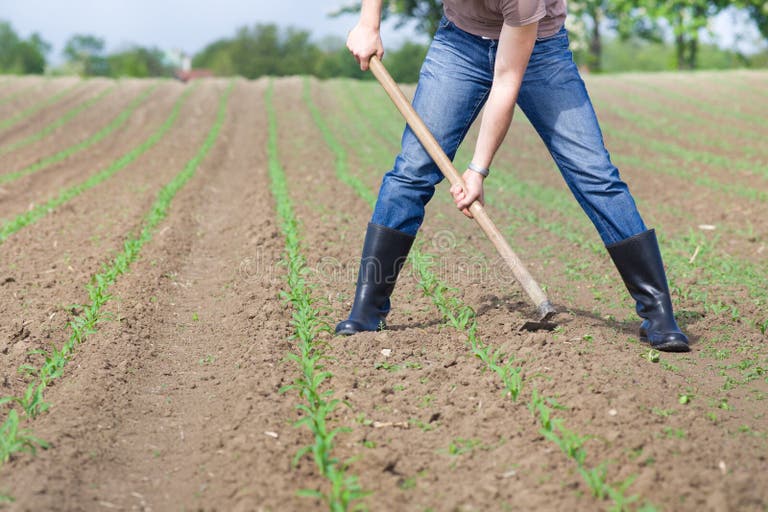 Hoeing corn field stock photo. Image of countryside, crop - 53749596