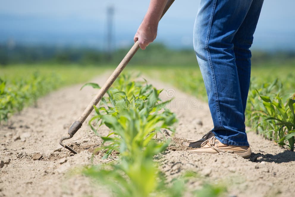 Hoeing corn field stock photo. Image of farming, close - 54819368