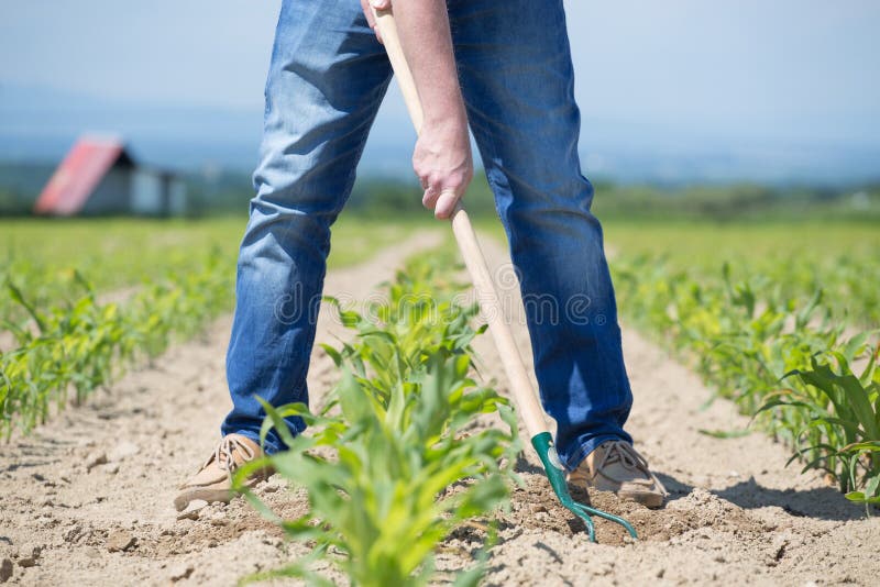 Hoeing corn field stock image. Image of legs, farming - 54819633