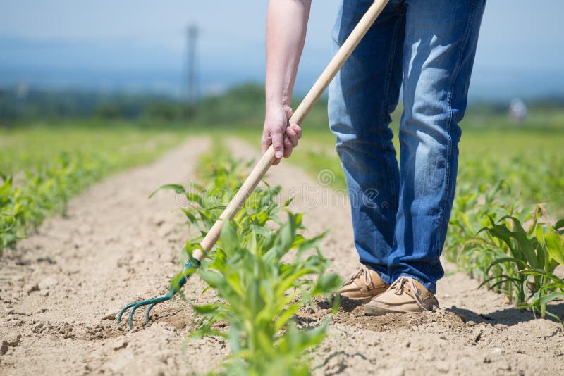 Hoeing corn field stock image. Image of hoeing, nature - 54821275