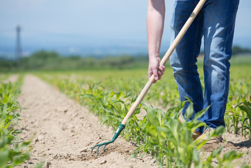 Hoeing corn field stock image. Image of growing, landscape - 54820103