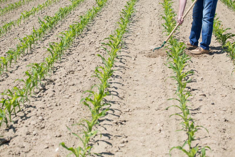 Hoeing corn field stock image. Image of lifestyle, crop - 54821019