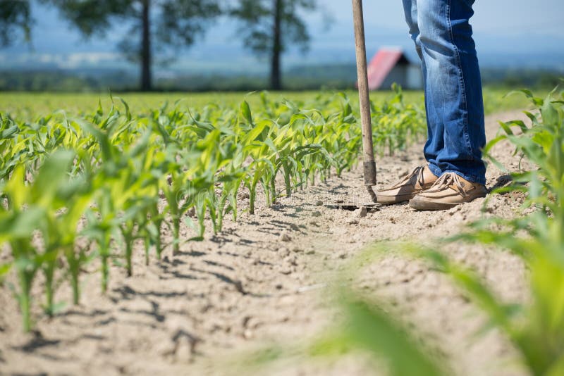 2,765 Hoeing Stock Photos - Free & Royalty-Free Stock Photos from ...