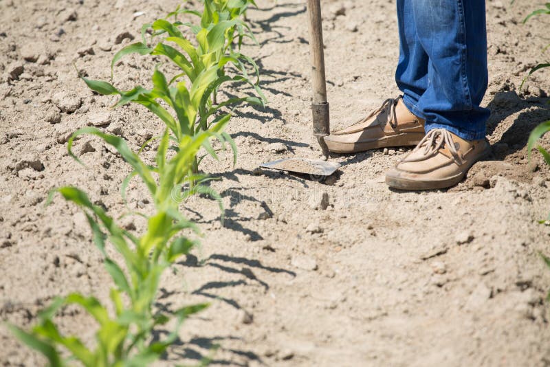 Hoeing corn field stock image. Image of corn, organic - 54821489
