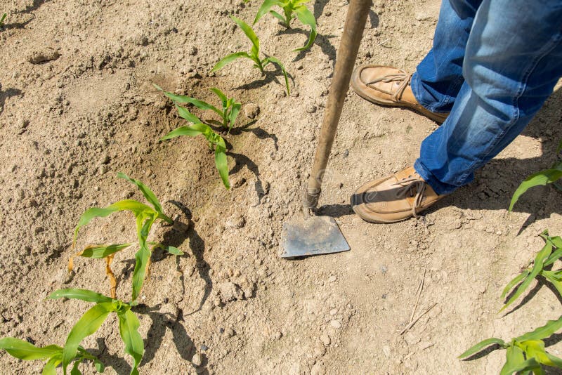 Hoeing corn field stock image. Image of arms, legs, cereal - 54825943