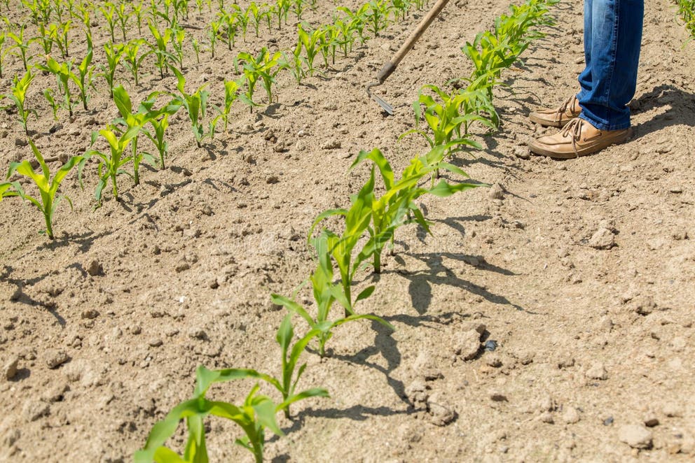Hoeing corn field stock image. Image of crop, growing - 54826697