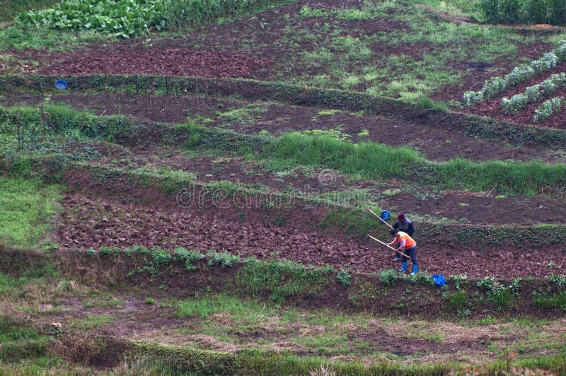 Hoeing farmers editorial image. Image of flower, farming - 53036985