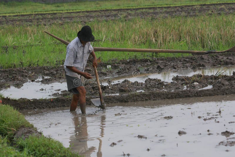 Hoeing the field editorial image. Image of java, indonesia - 41104515