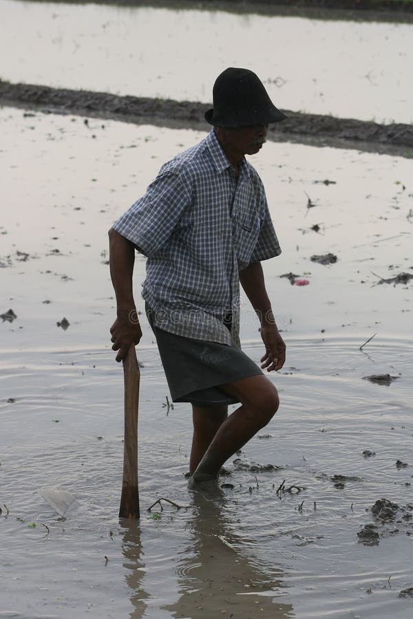 Hoeing the field editorial stock image. Image of land - 41104529