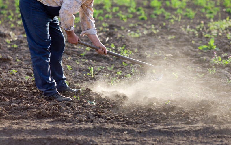 Hoeing garden stock image. Image of growing, male, person - 53477673