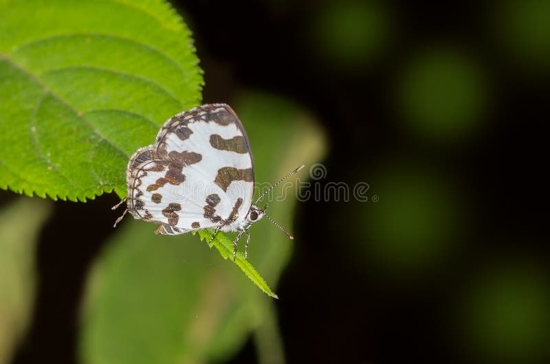 De Rode Vlinder Van De Pierrot Stock Afbeelding - Image of zomer, dier ...