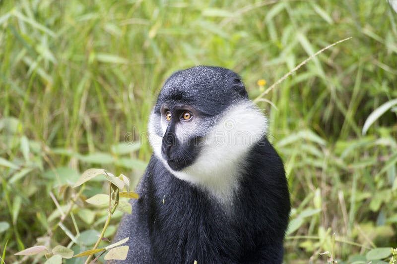 Hoest S Monkey (Cercopithecus Lhoesti) Stock Image - Image of mountain ...