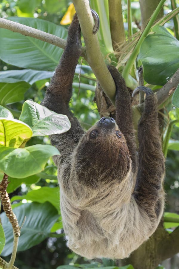 Hoffmann S Two-toed Sloth Close Up Stock Image - Image of brown ...