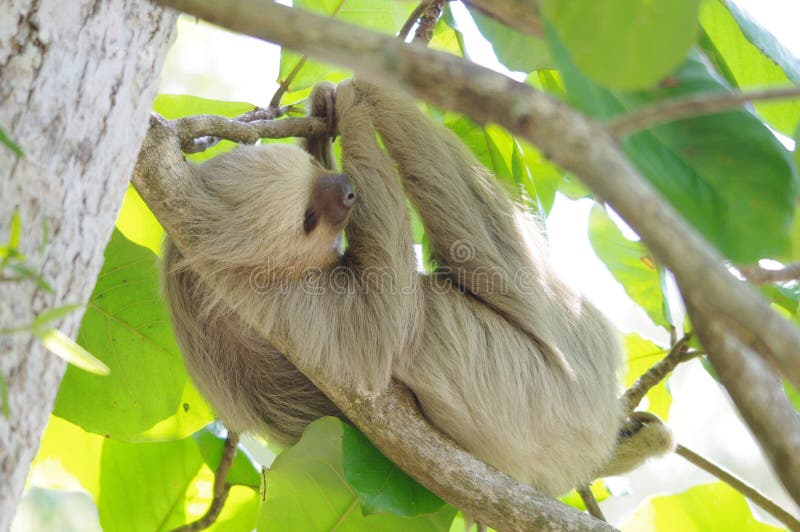 Two-toed Sloth Sleeping In Tree Stock Image - Image of toed, creature ...