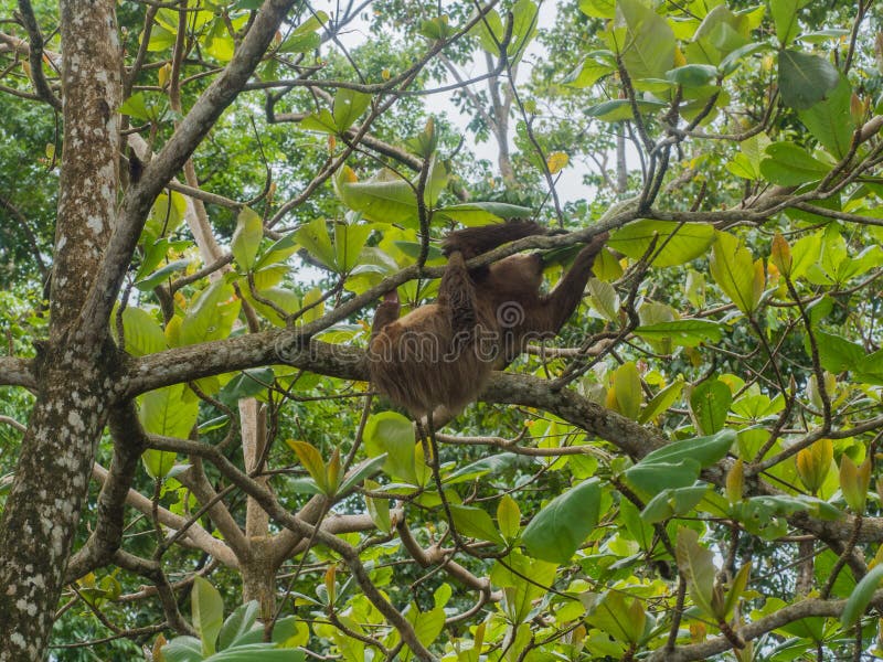 Hoffmann`s Two-toed Sloth Hanging at the Top of a Tree Stock Photo ...