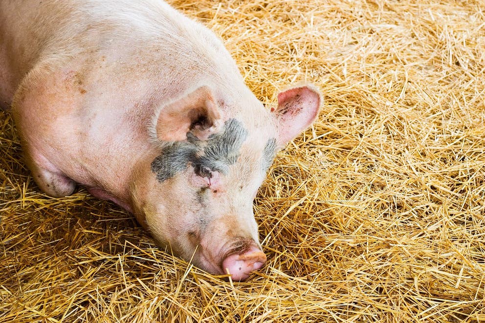 Hog stock image. Image of lazy, farm, gluttonous, straw - 1354741