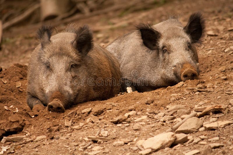 Hog stock photo. Image of happy, meat, park, smiling - 15308516