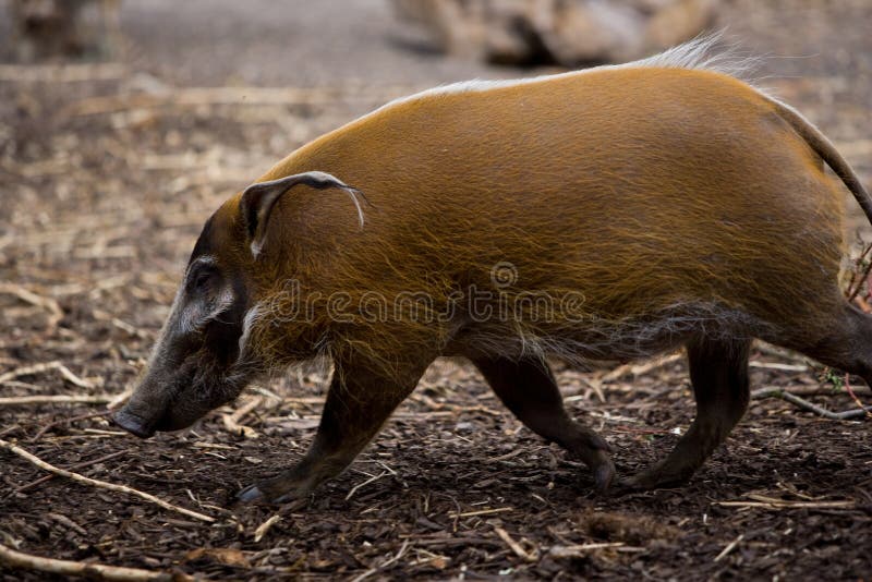 Hog stock photo. Image of searching, skin, nature, snout - 9134030