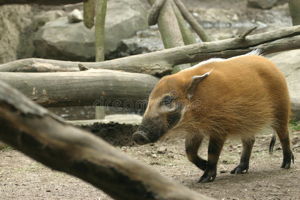 Hog, boar stock image. Image of funny, piggy, character - 226711