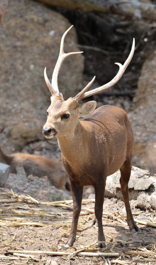 Hog deer stock photo. Image of asian, short, fauna, conservation - 19999340