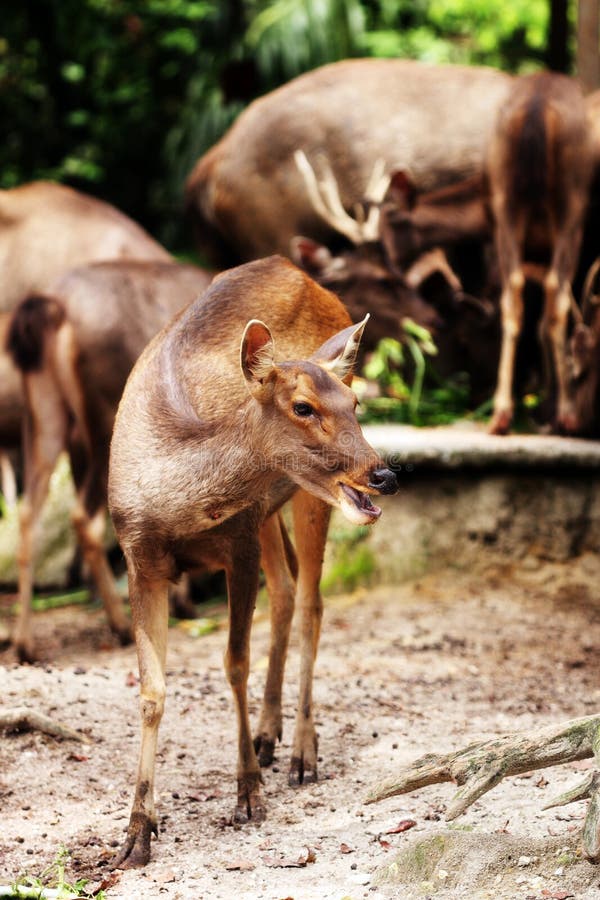 Hog Deer stock photo. Image of white, spotted, stag, wildlife - 9402368