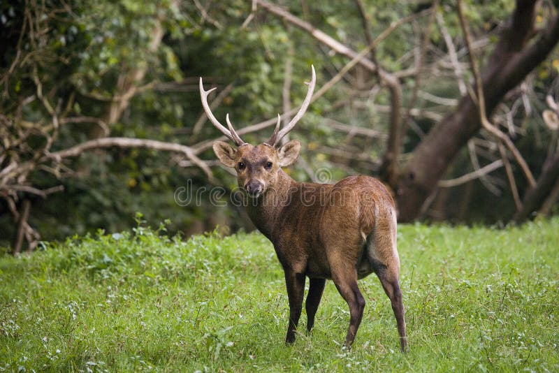 Hog Deer, Axis Porcinus, Male Stock Image - Image of mammal, asia ...