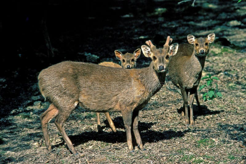 Hog Deer, Axis Porcinus, Male Stock Image - Image of mammal, asia ...