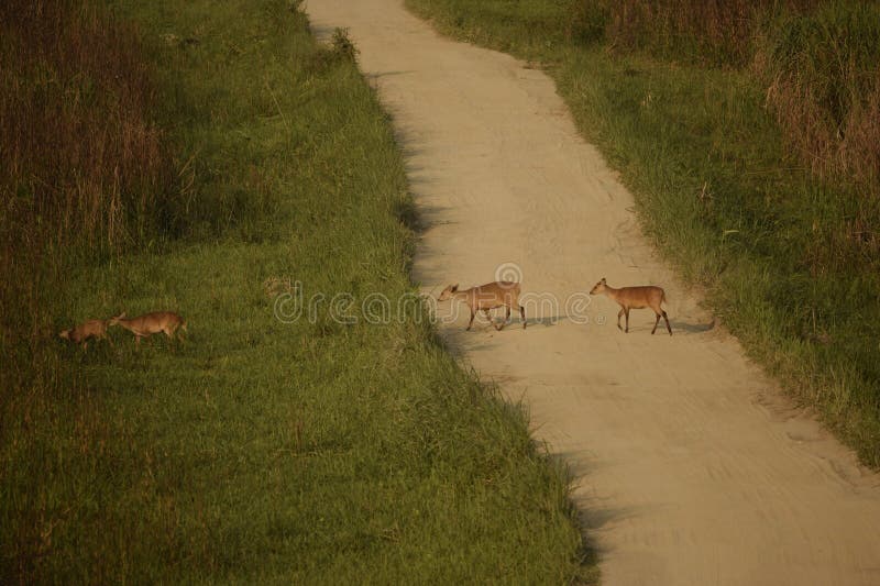 Hog Deer Crossing Forest Path Stock Image - Image of deer, summer ...