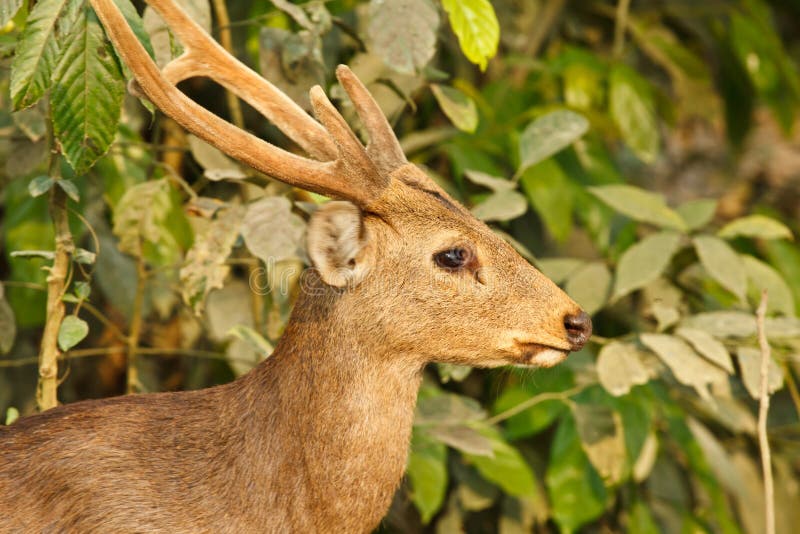 Hog Deer