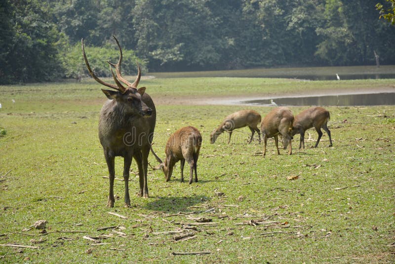 Big Hog Deer on field stock image. Image of asian, endangered - 171345331