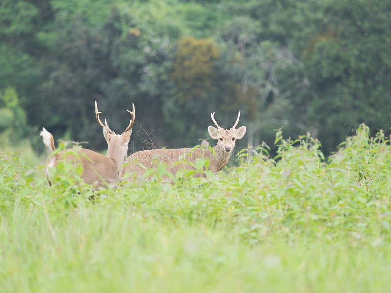 Hog deer in open field stock image. Image of animals - 60628079