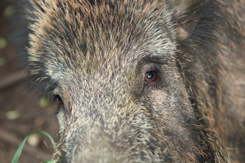 Hog eyes stock image. Image of animals, little, eyes - 34728689