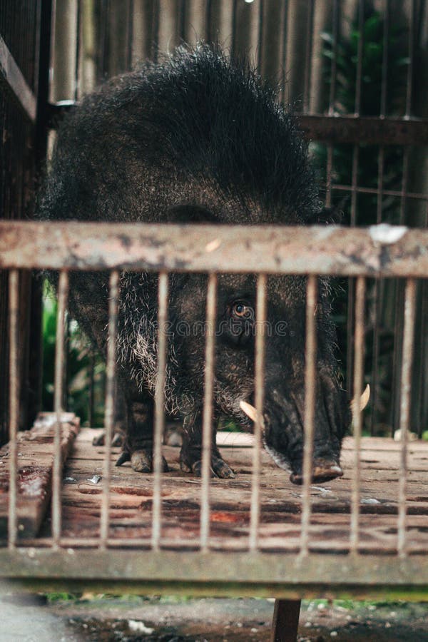 Close Up of a Dog Playing in the Park Stock Photo - Image of look ...