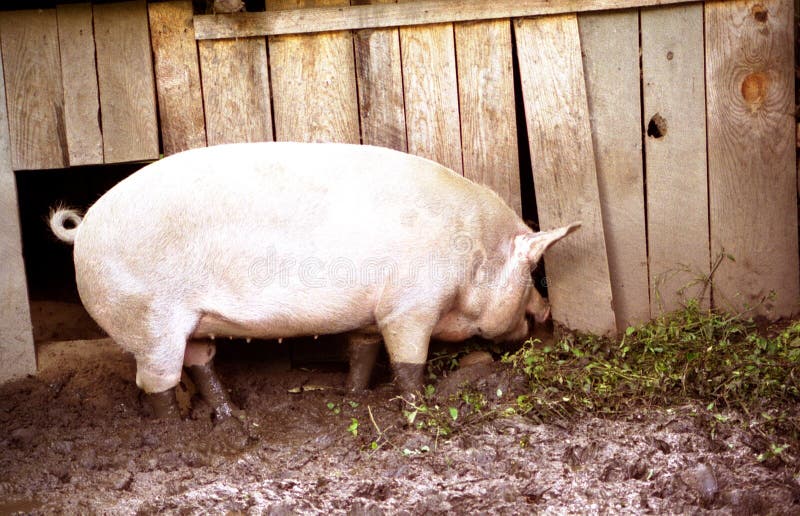 Hog in mud stock image. Image of pork, dirty, north, carolina - 2877