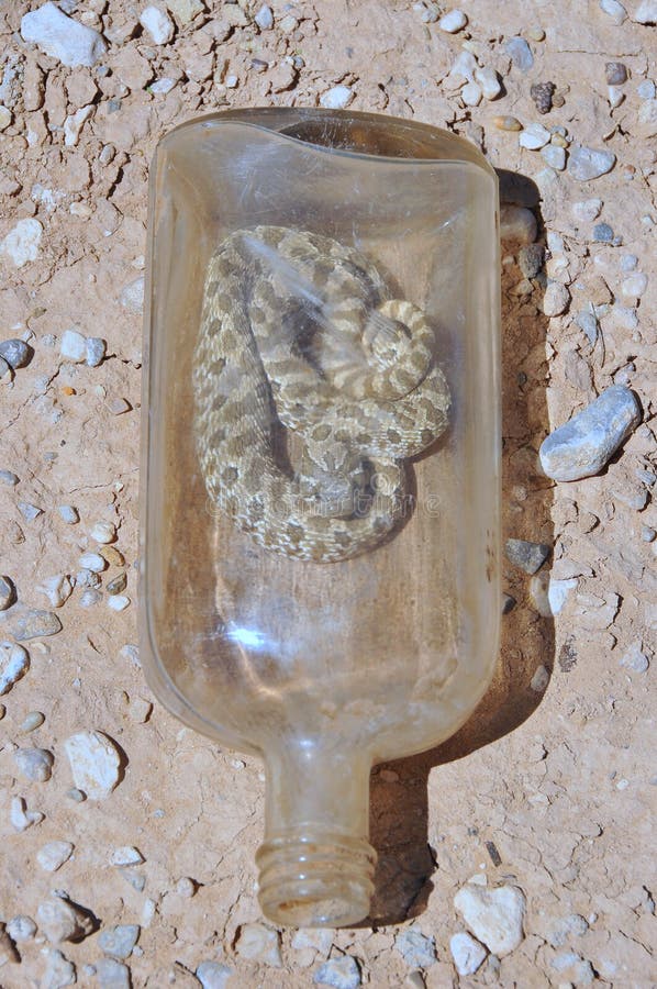 Hog Nose snake stock photo. Image of inside, rocks, wild - 16078874