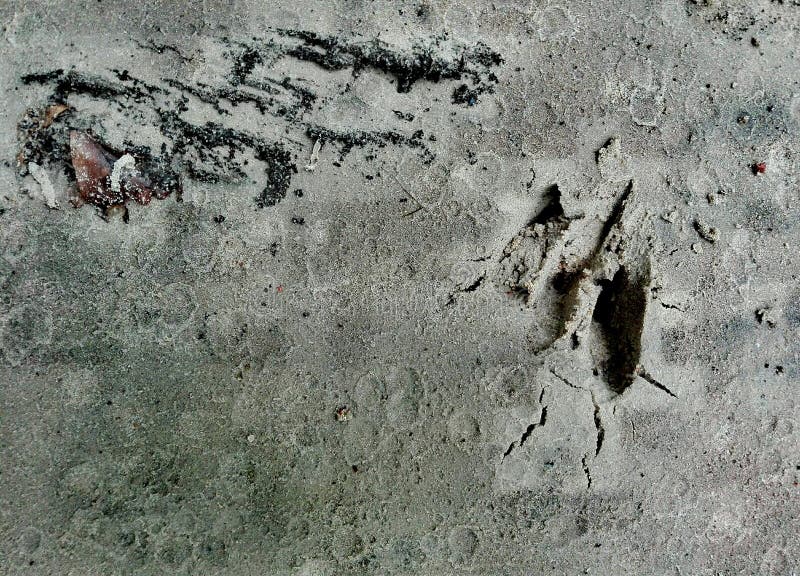 Hog5 stock photo. Image of forest, animals, life, hoof - 96058168