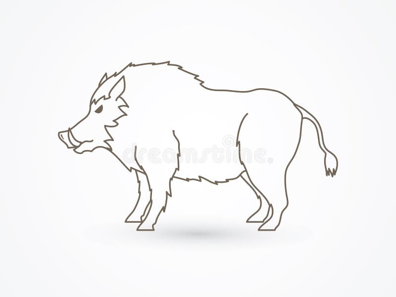 Hog pig stock vector. Illustration of face, drawing, isolated - 80307067