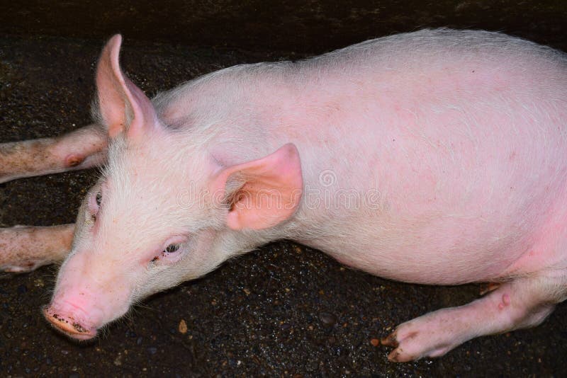 Hog stock photo. Image of pork, breed, mammals, pigs - 48883842