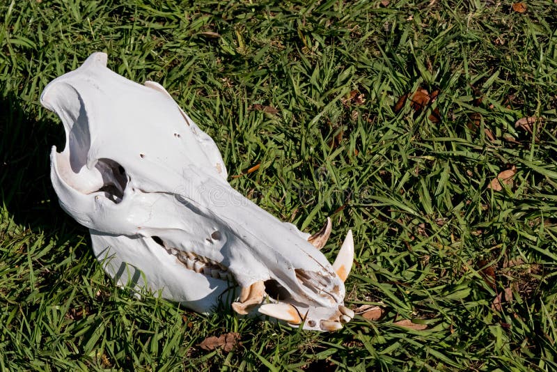 Hog Skull stock photo. Image of grass, tusk, wildlife - 74349796