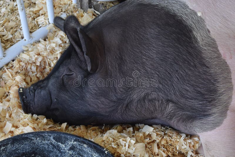 Pig Resting in a Pen at the County Fair Stock Photo - Image of county ...