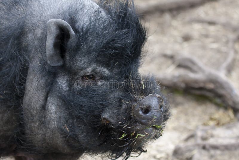 Hog stock image. Image of pigs, nose, head, hogs, ugly - 45715133