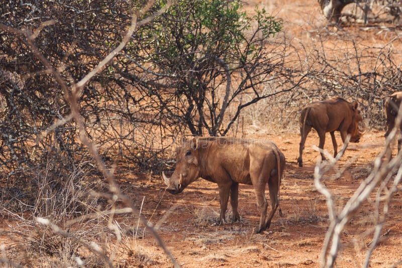Warthog in africa stock image. Image of river, boar - 164440833