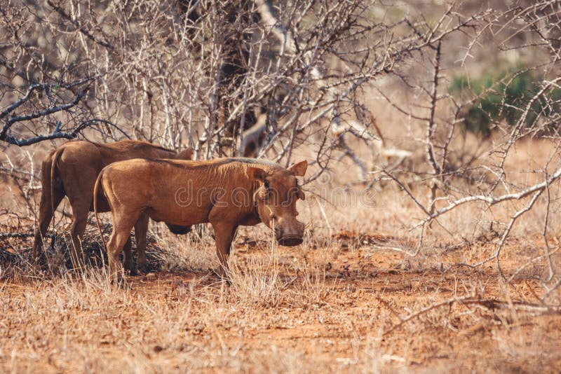 Warthog in africa stock photo. Image of river, face - 164441126