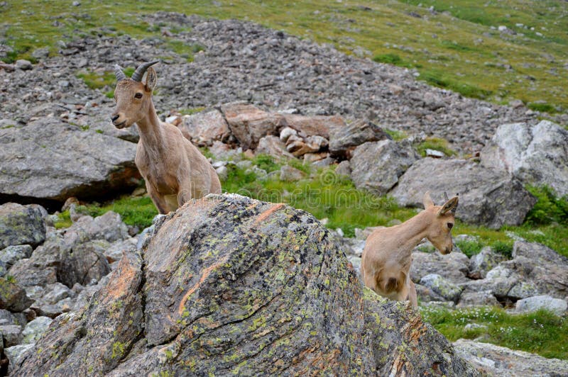Wilde Berggeiten, Denver, CO Stock Foto - Image of rots, amerika: 52312588