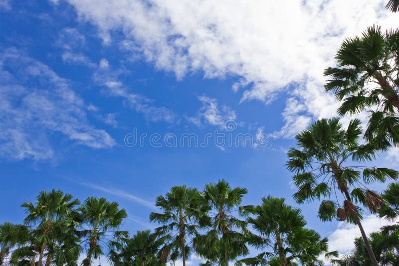 Hoge Bomen stock afbeelding. Image of helderheid, hoog - 26195401