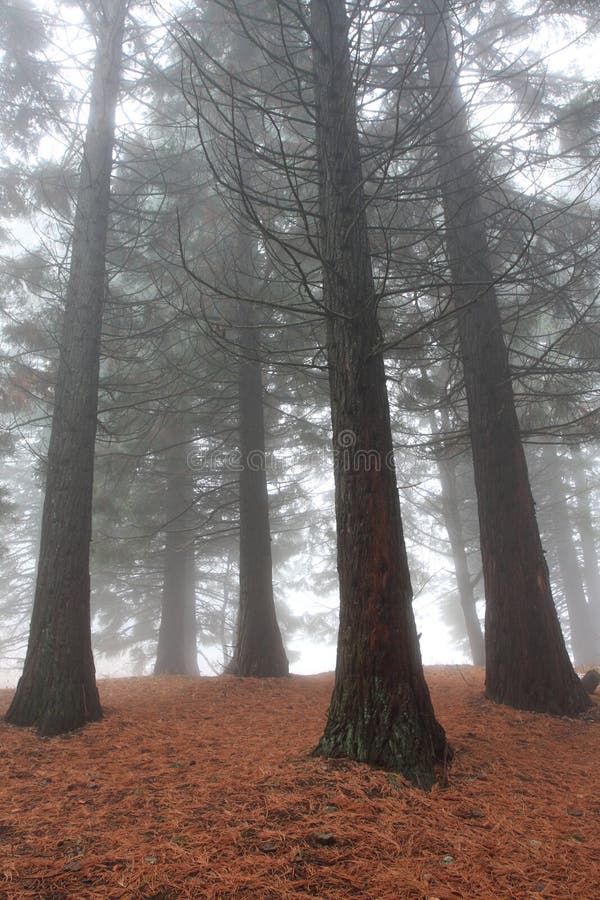 Hoge bomen in bos stock afbeelding. Image of ochtend - 12394399