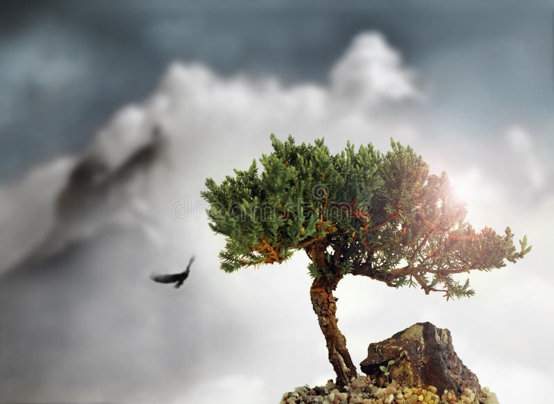 Hoge boom stock afbeelding. Image of vliegen, leegte - 20047657