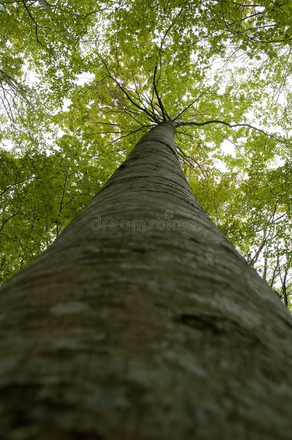 Hoge boom van oerwoud stock afbeelding. Image of selectief - 13481379