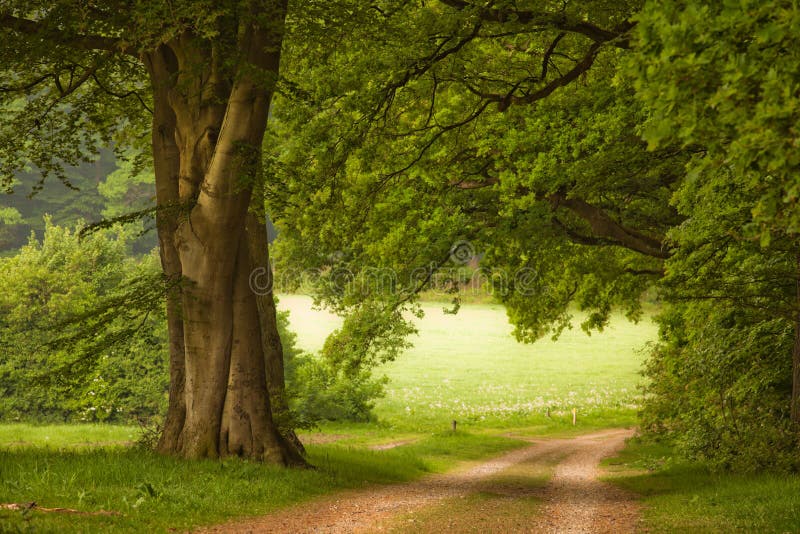 Hoge Erf stock photo. Image of foliage, peaceful, natural - 19749332